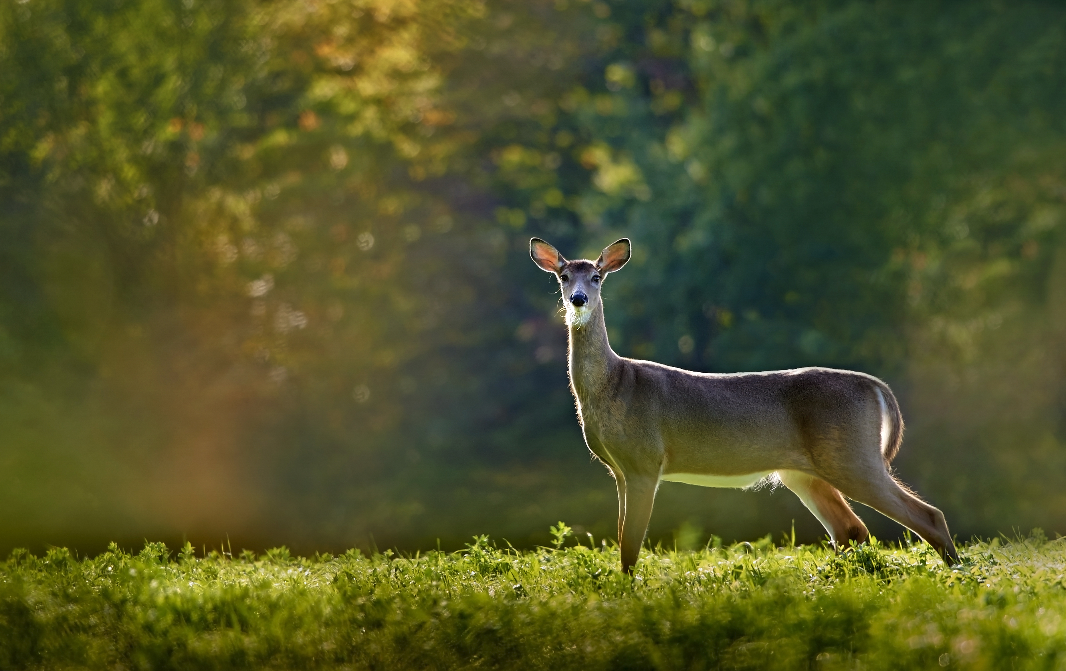 Deer by Stephen Clough | Fstoppers