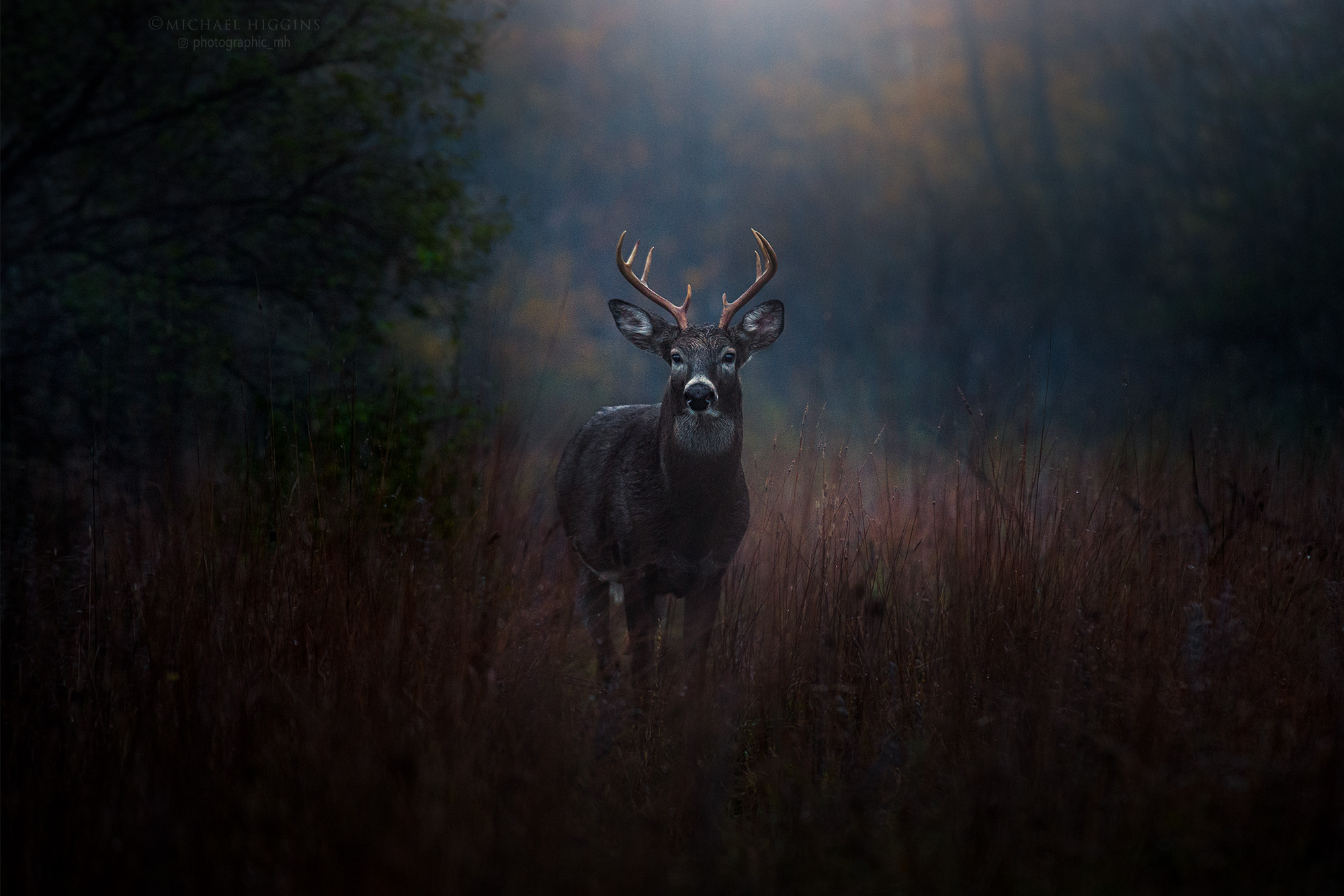 Morning, buck. by Michael Higgins | Fstoppers
