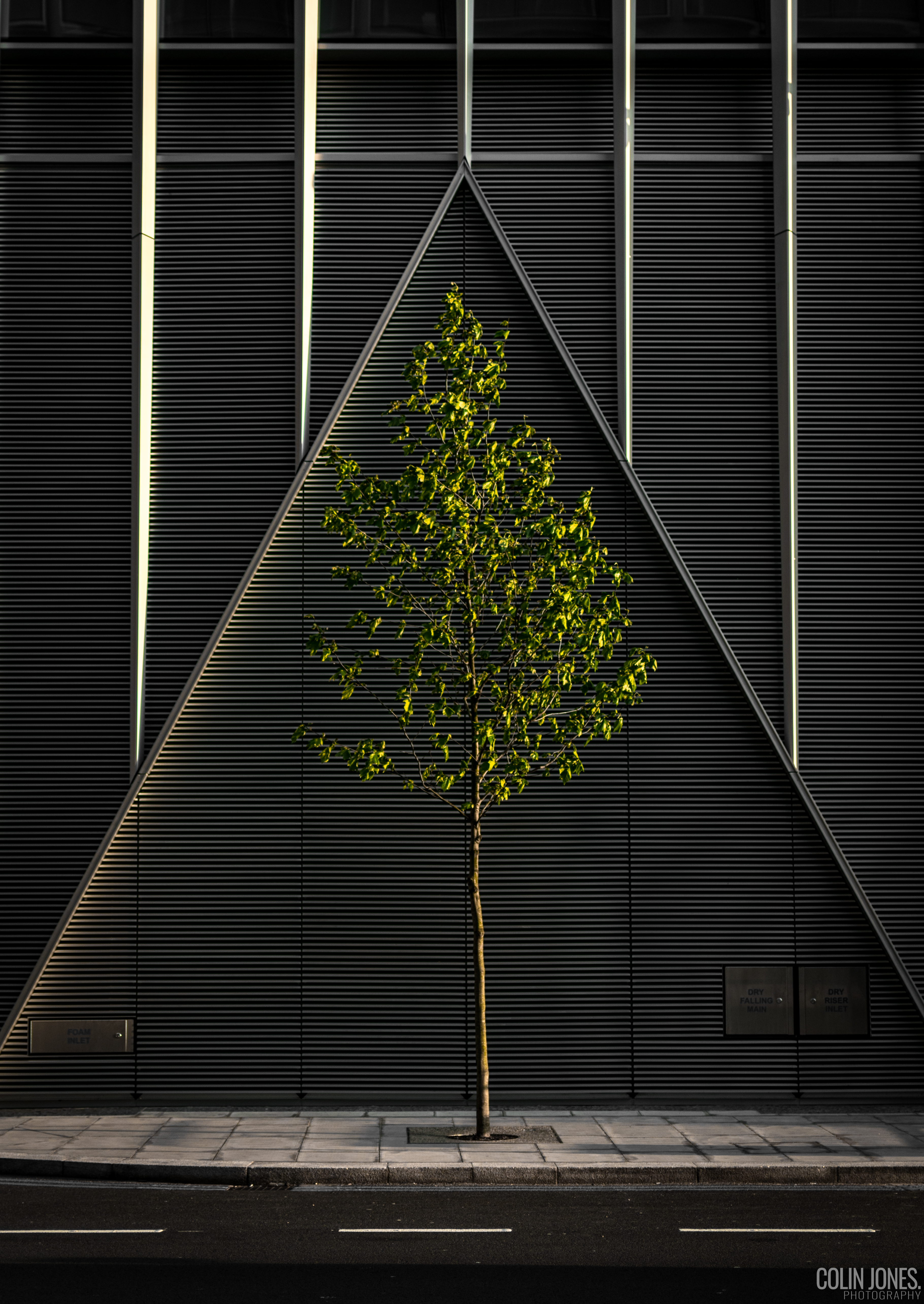 Triangle Tree by Colin Jones | Fstoppers