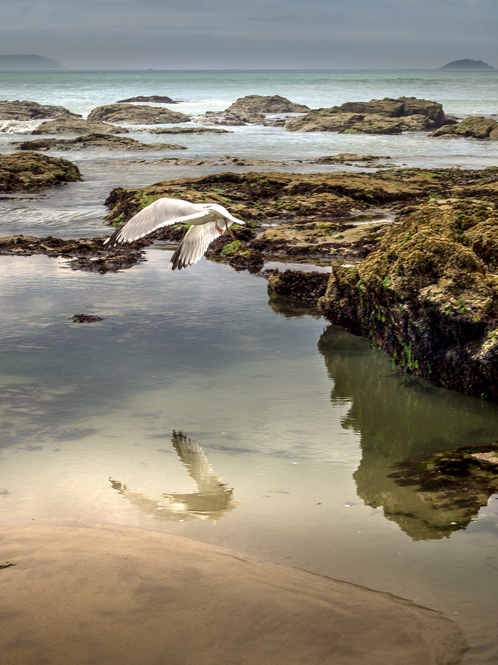 The Gull by Graham Herbert | Fstoppers