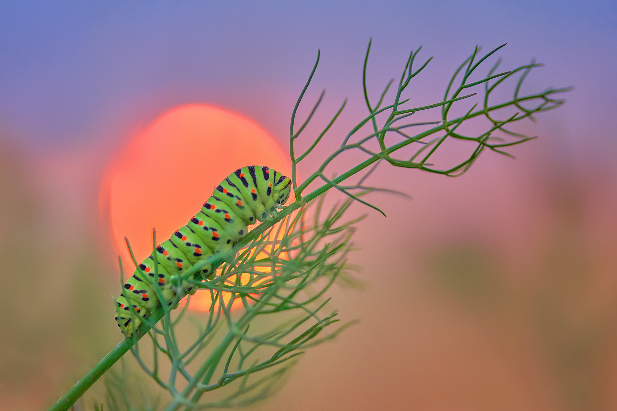 Sunset caterpillar by Pierre Anquet | Fstoppers