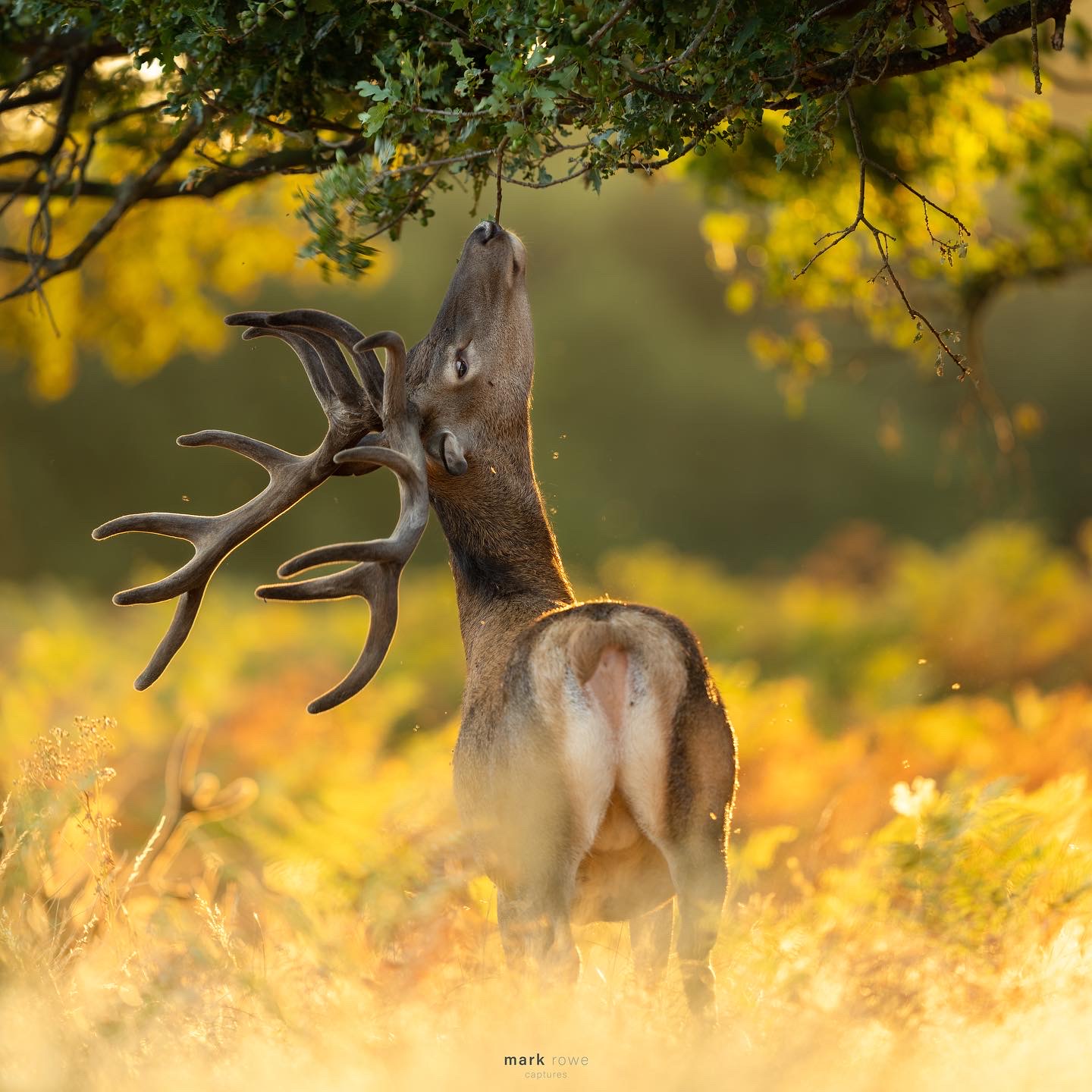 ‘Kiss my a**e!’ 😚🍑 by Mark Rowe | Fstoppers
