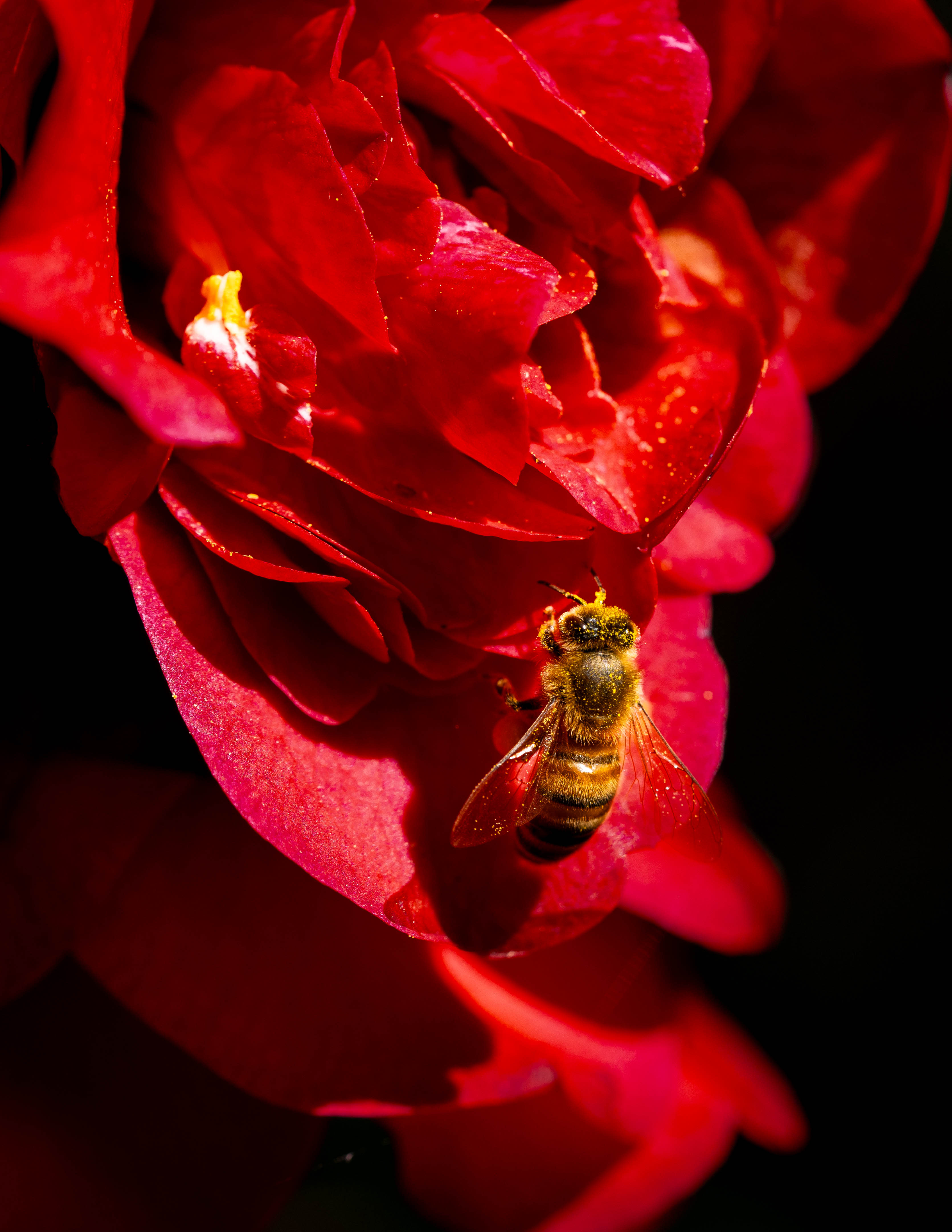 Busy Bee by Michael Sloop | Fstoppers