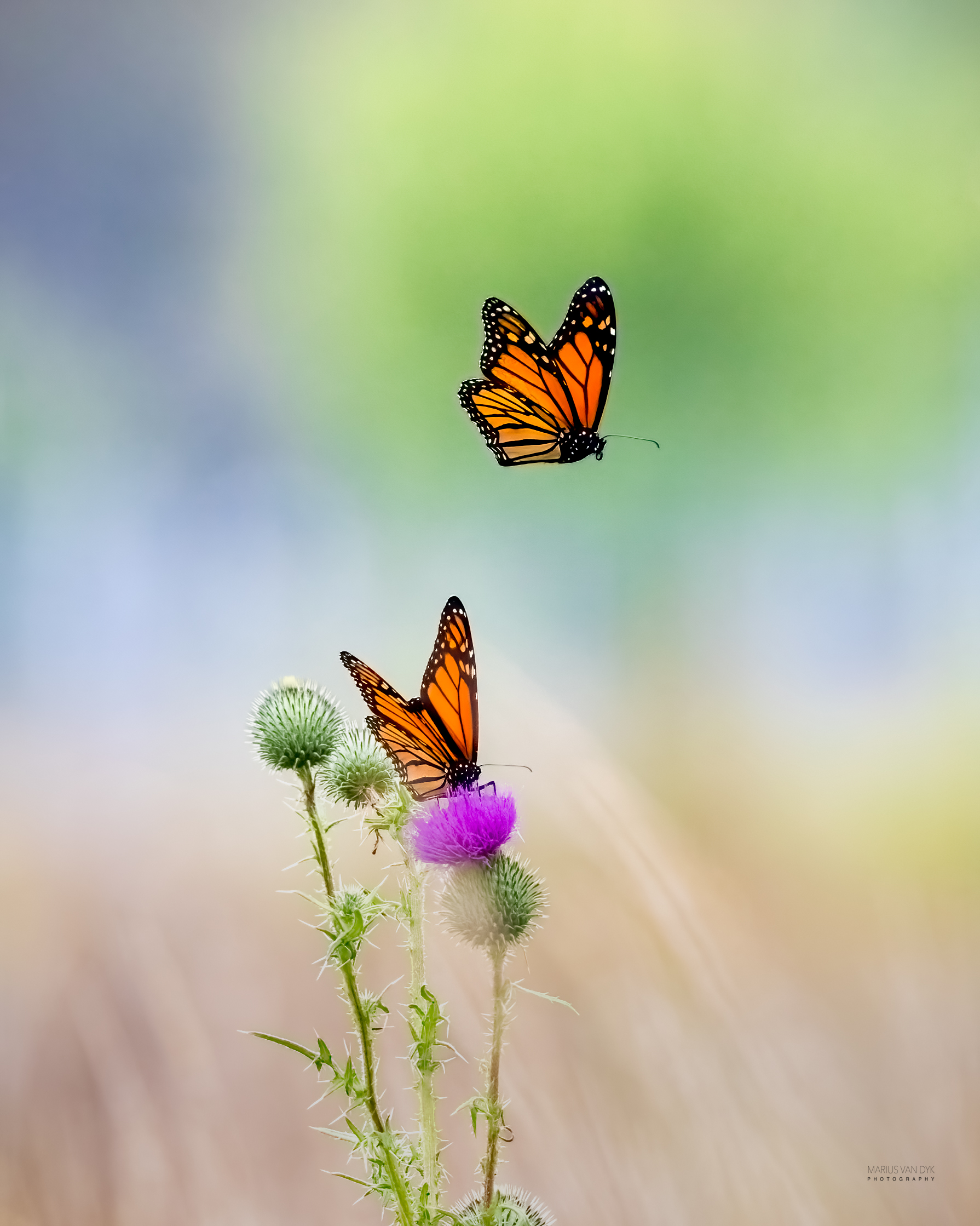 Monarchs on the move by marius van dyk | Fstoppers