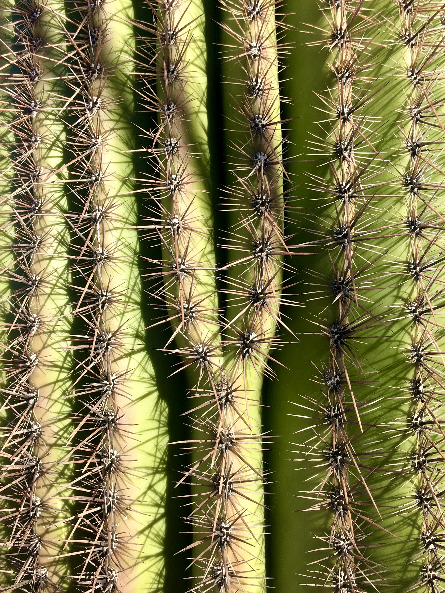 Cactus veins by George Kiselica | Fstoppers