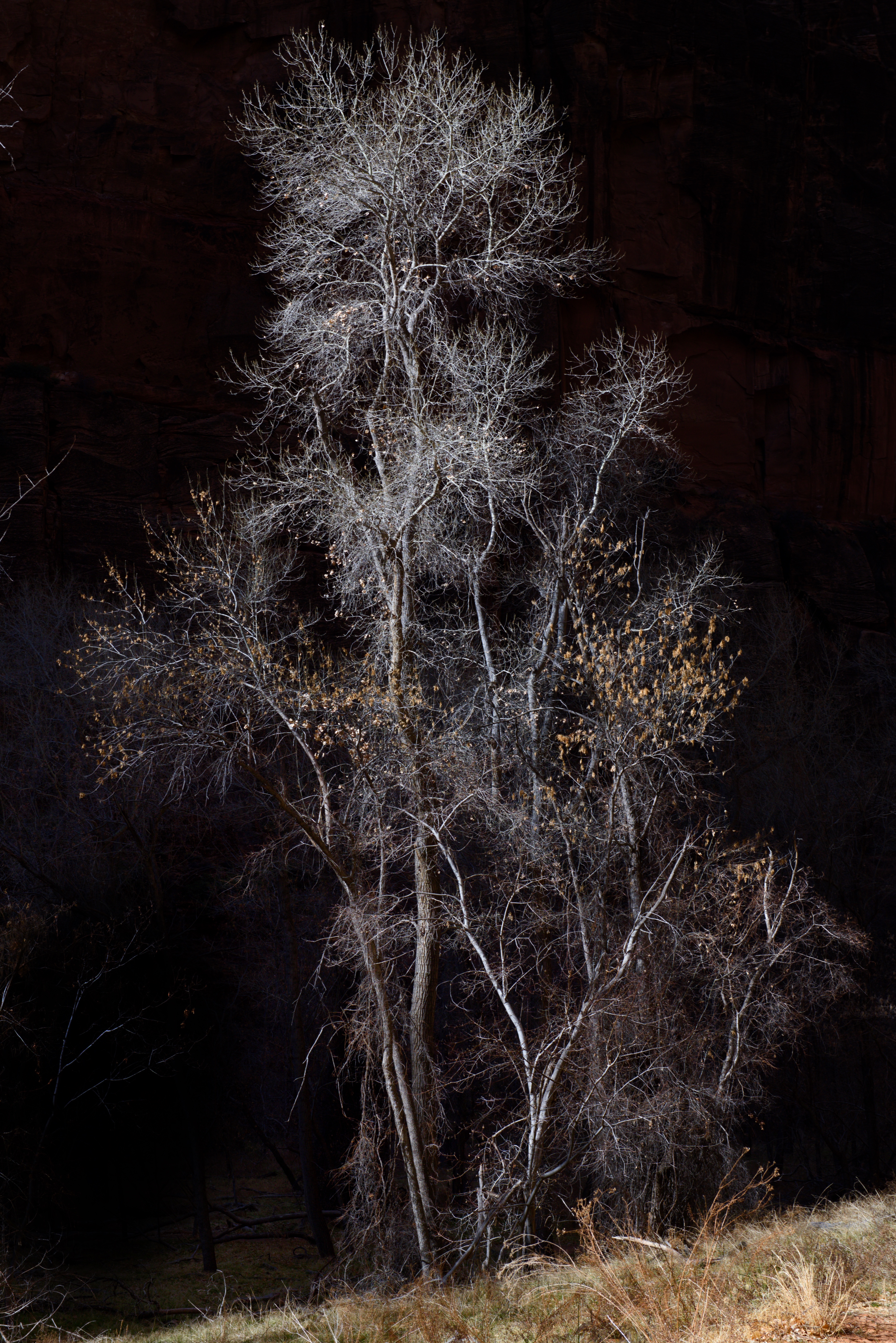 Tree sculpture by George Kiselica | Fstoppers