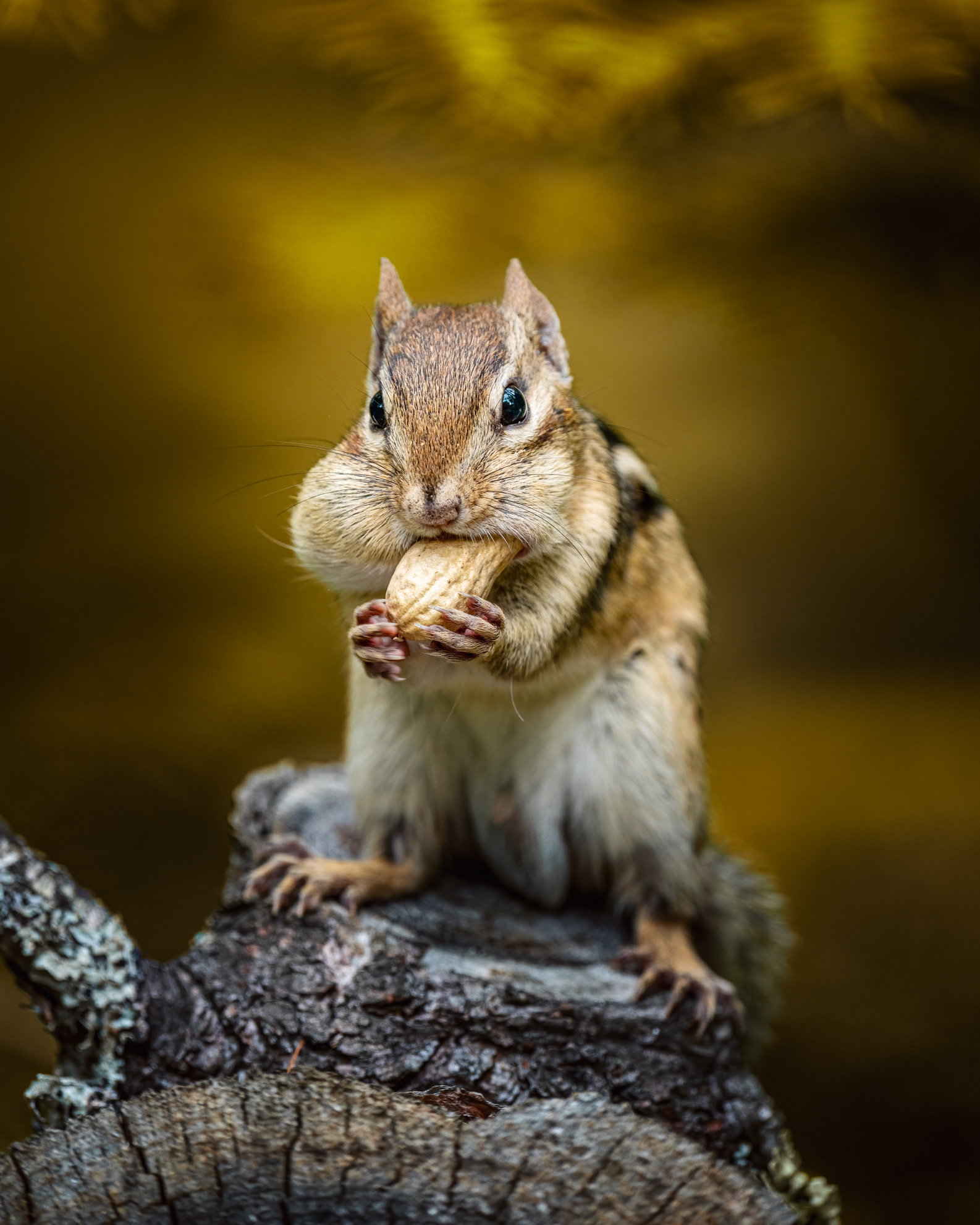 Chipmunk by Skyler Ewing | Fstoppers
