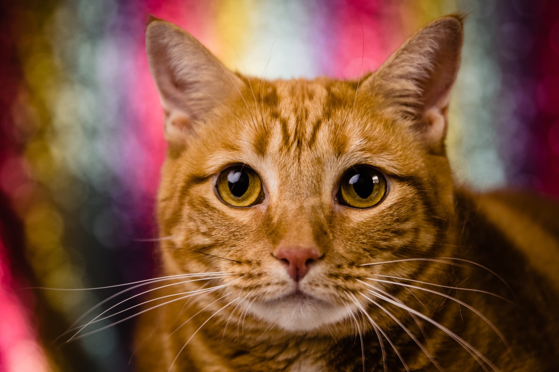 Cat Headshot by Albert Harris | Fstoppers