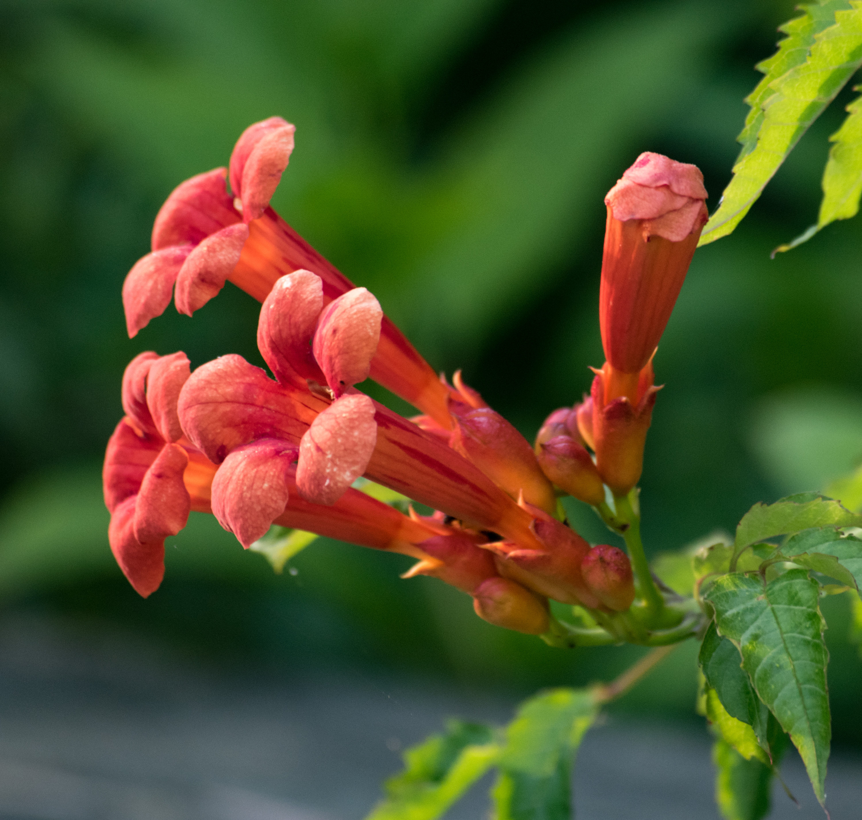 Red Swamp Flower by Steve Gaines | Fstoppers