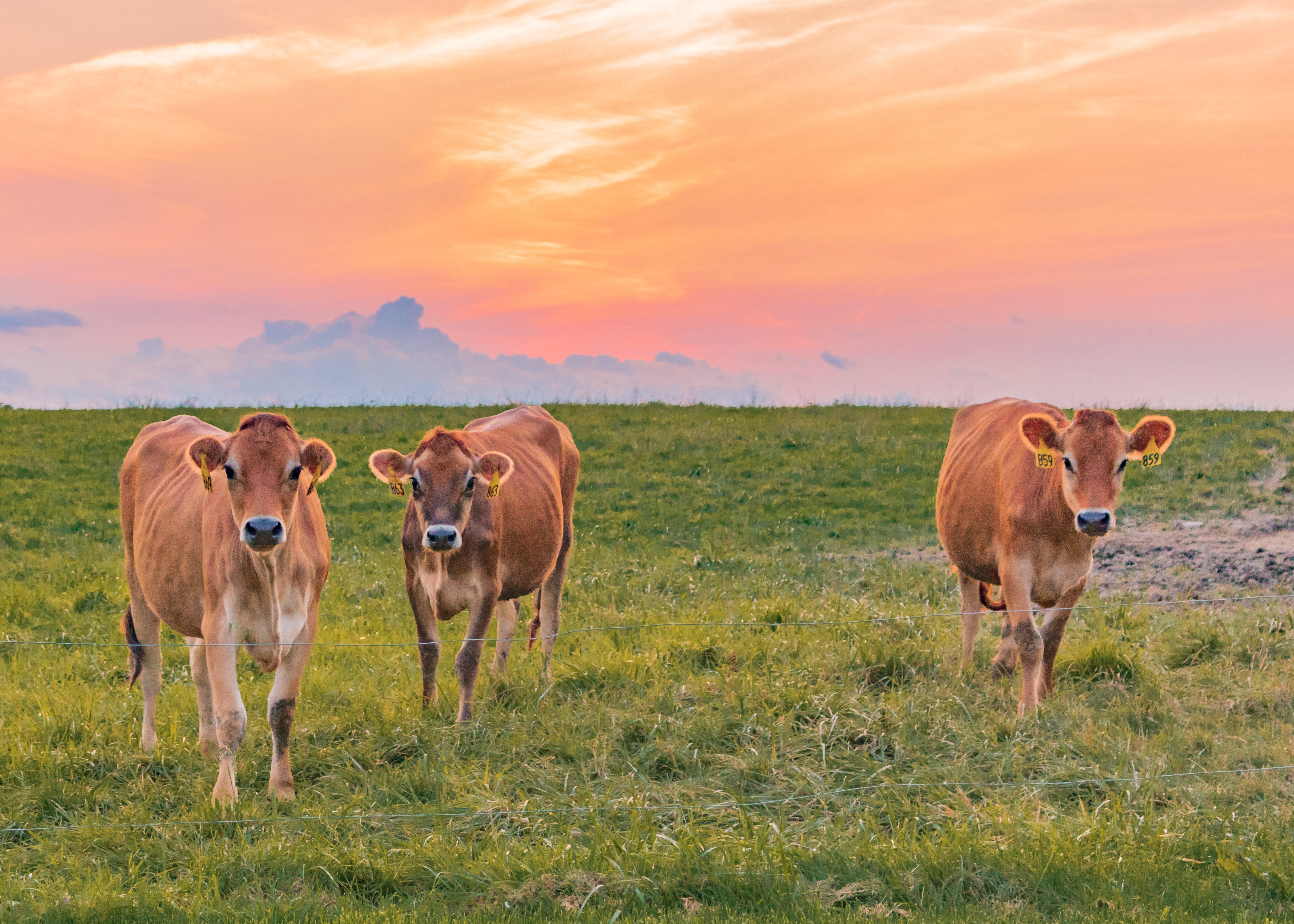 Meadow Sunset by Melody Mellinger | Fstoppers