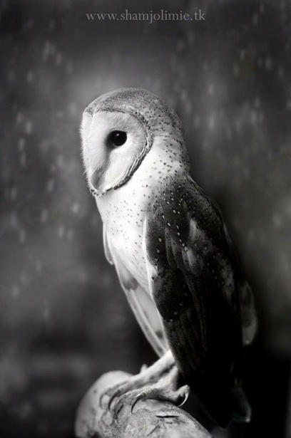 Mauritian Photographer Shamma Esoof With Her Astonishing, Sad Owl ...