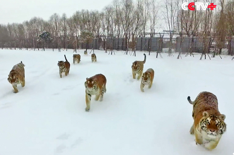 Video of Siberian Tigers Taking Down a Low-Flying Drone | Fstoppers