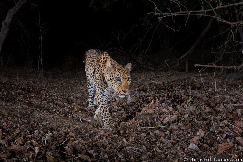 Capturing Elusive Animals With Camera Trap Wildlife Photography | Fstoppers