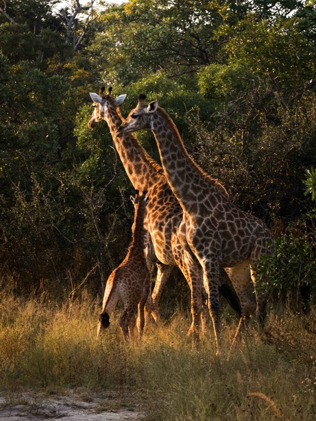 Essential Camera Features and Settings for Safari Photography | Fstoppers