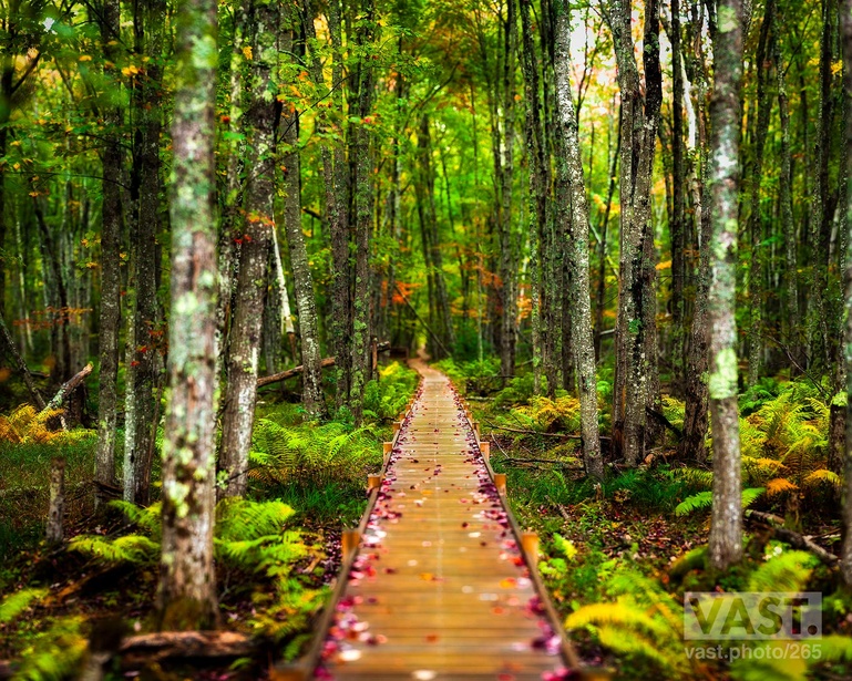 The VAST Project: How to Capture and Edit Artistic Gigapixel ...