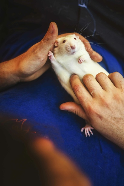 Photographer Documents the First Time Lab Rats and Mice Are Released ...