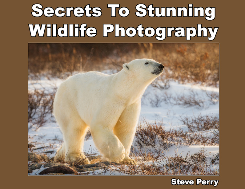 Interested in Learning Wildlife Photography? Read This E-Book | Fstoppers