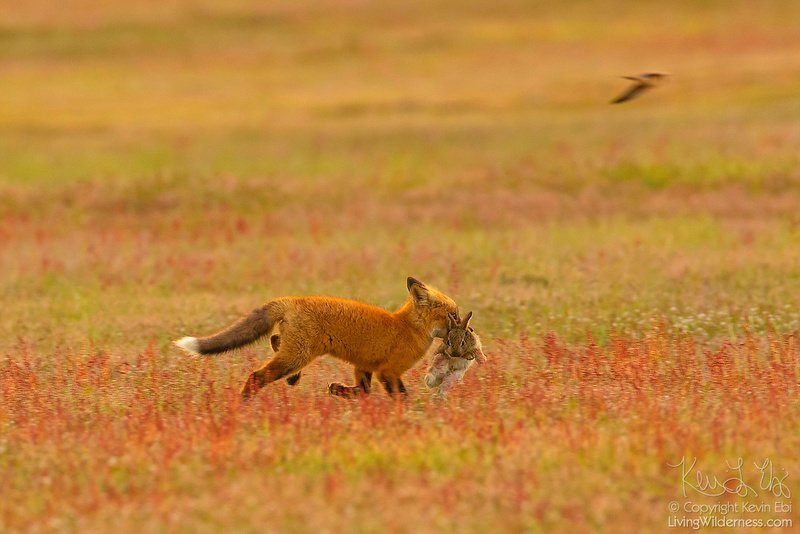 Eagle Battles Fox in Midair During 'Dramatic Act of Thievery' | Fstoppers