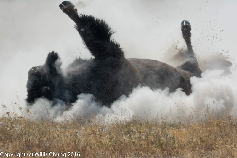Wildlife Photography Turns Scary When Bison Charges at Photographer in ...