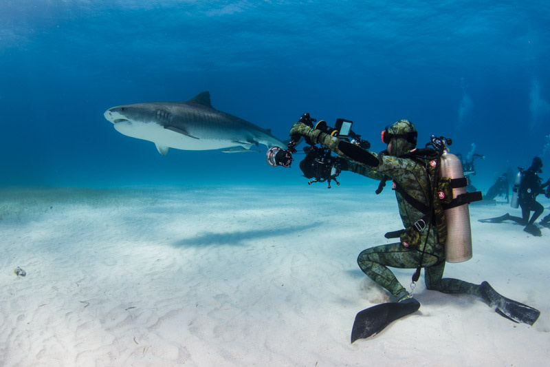 6 Tips for Photographing Sharks Safely | Fstoppers