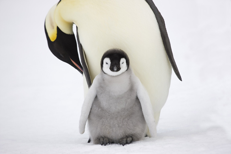 The Photographer Who's Spent a Decade Documenting Emperor Penguins in ...