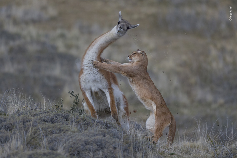Photographer Who Captured the Exact Moment a Marmot Was Spooked by a ...