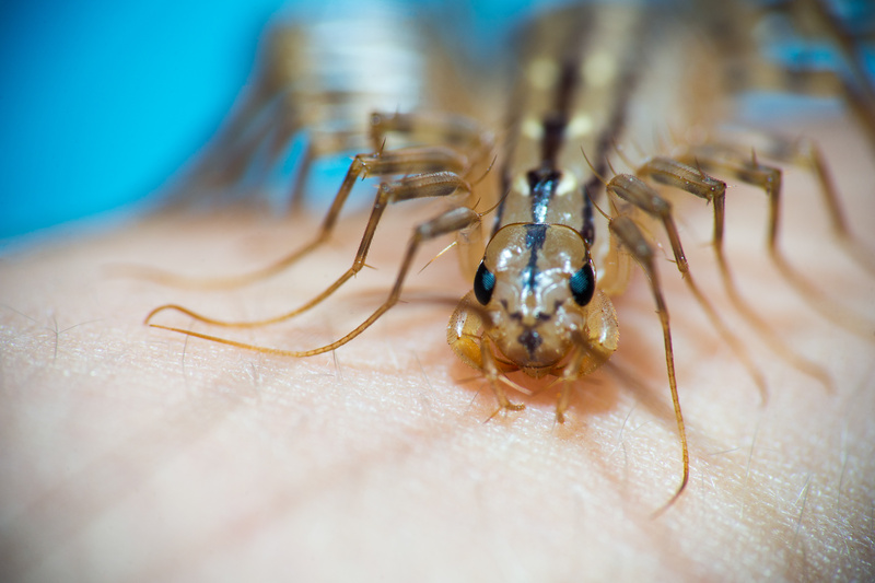 Macro Photography: What You Need to Know for Photographing the Smallest ...