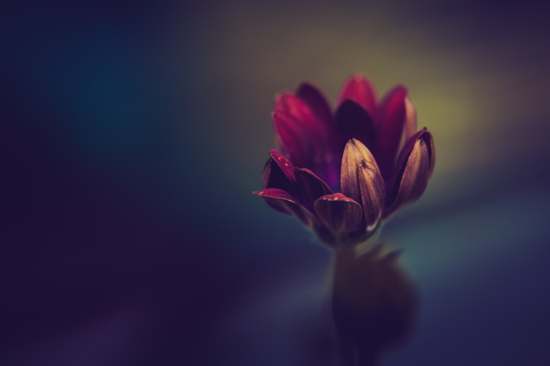 Sometimes, Small and Insignificant Is Perfect to Photograph | Fstoppers