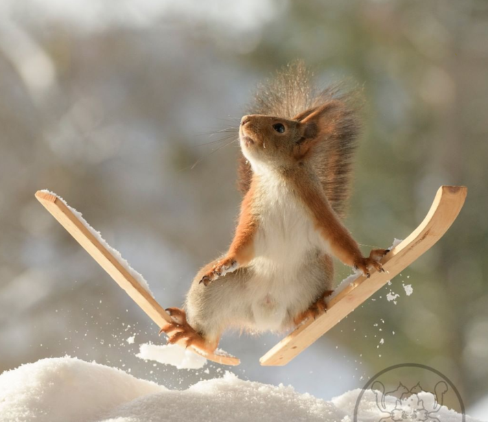 This Photographer Has Spent Over Six Years Capturing Squirrels Doing ...