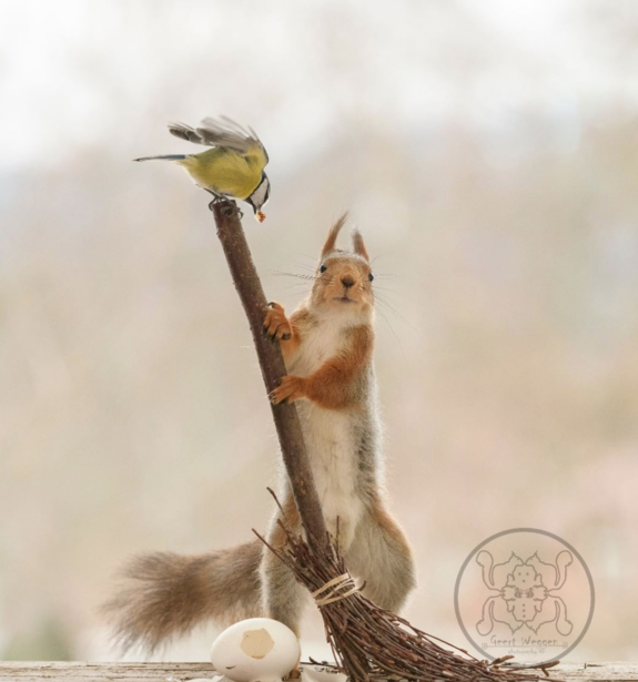 This Photographer Has Spent Over Six Years Capturing Squirrels Doing ...