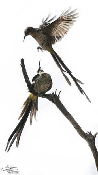 Photographer Adapts His Underwater Photo Gear to Take Pictures of Birds ...