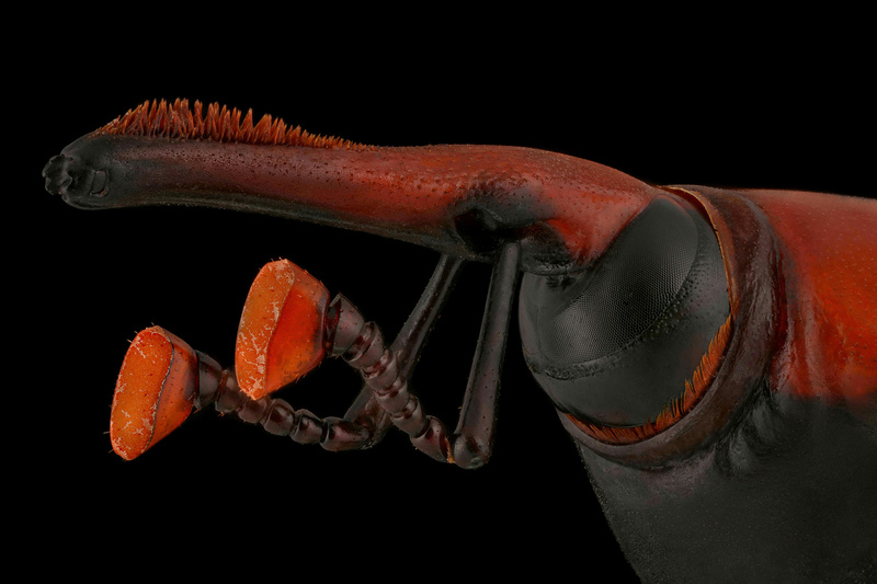 Fstoppers Interviews a Renowned Insect Photographer With a Phobia of ...