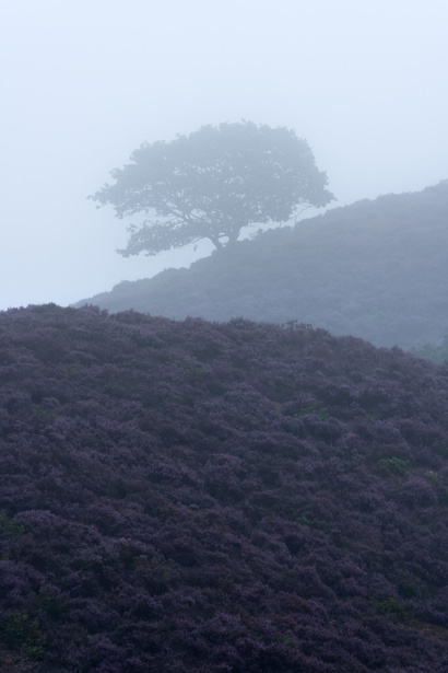 Heather Season Is Here, This Is How to Photograph It | Fstoppers