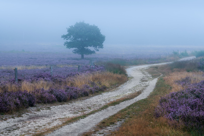 Heather Season Is Here, This Is How to Photograph It | Fstoppers