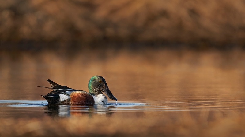 Tips for Filming Wildlife With Sony Alpha Cameras | Fstoppers