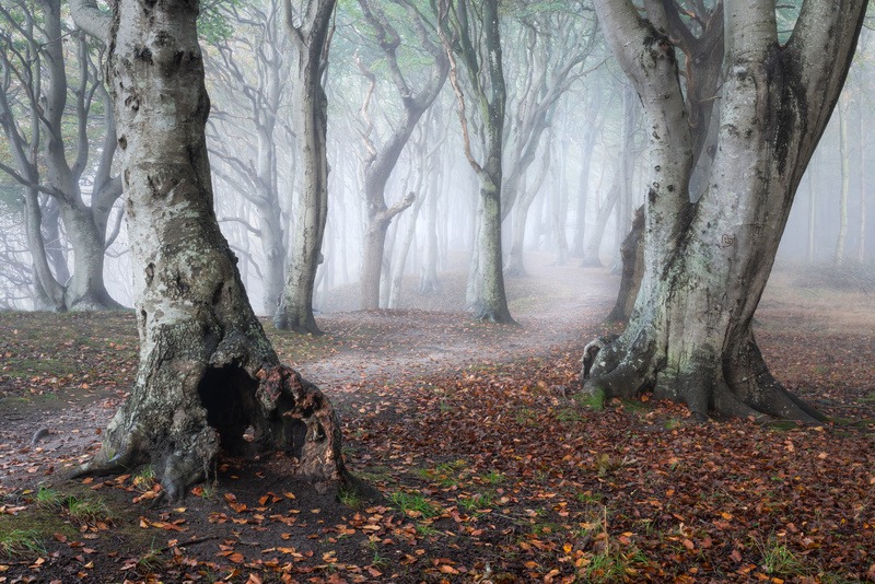 Seven Steps to Master Forest Photography | Fstoppers