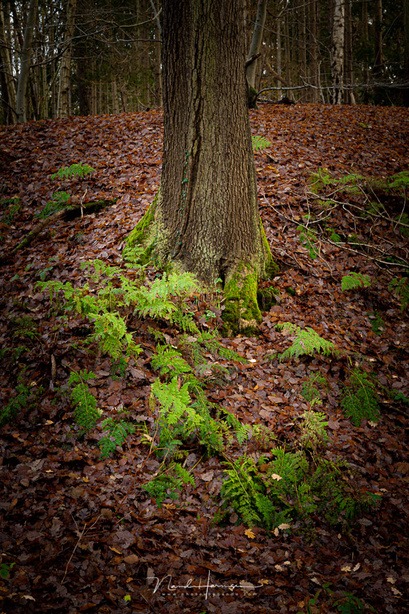 The Orientation of a Landscape Photo: Why Vertical Is Sometimes Better ...