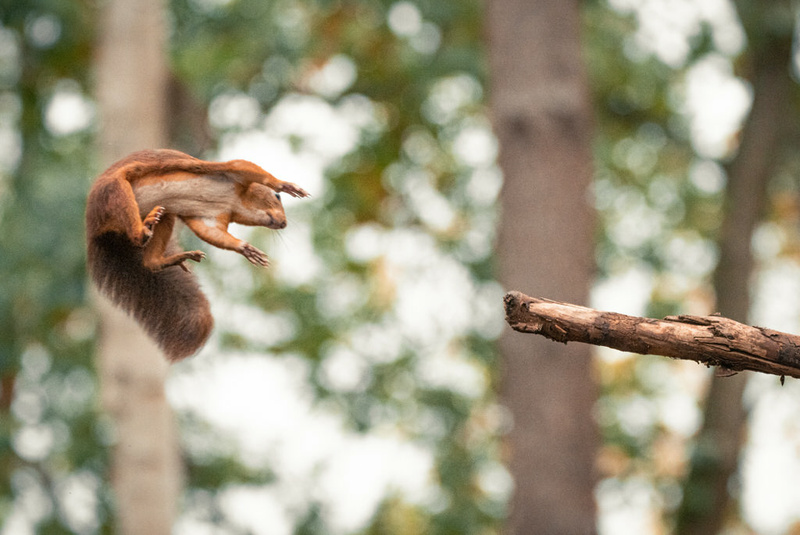 Wildlife Photographer Brings Joy by Documenting Jumping Squirrels ...
