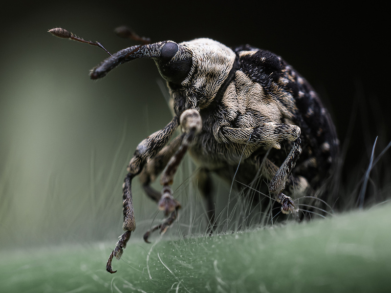 A Masterclass in Macro Wildlife Photography With Geraint Radford ...