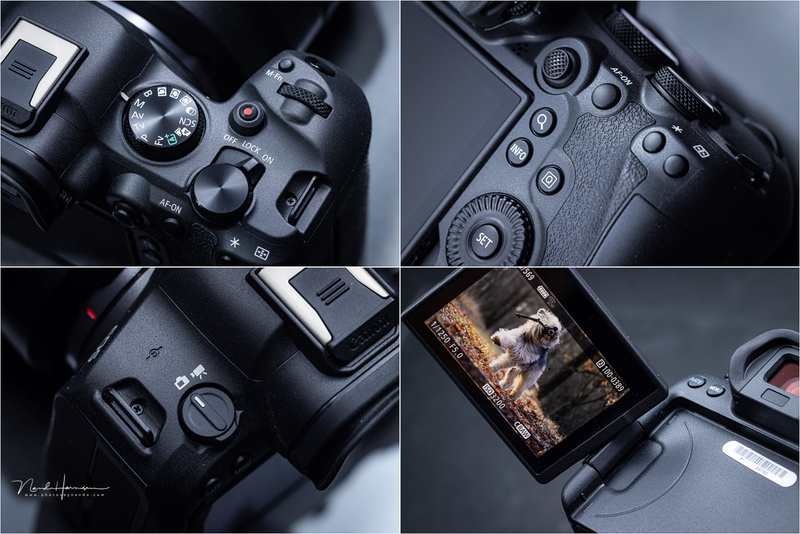 My Review of the Canon EOS R6 Mark II: Is It Better Than the First ...