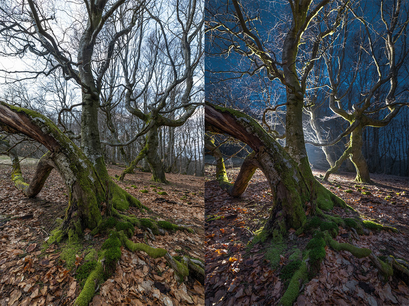 Woodland Photography at Night | Fstoppers