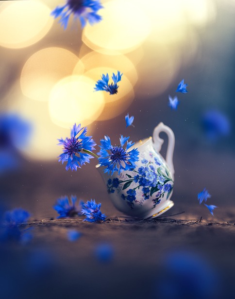 Fall into Spring - Ashraful Arefin on Fstoppers