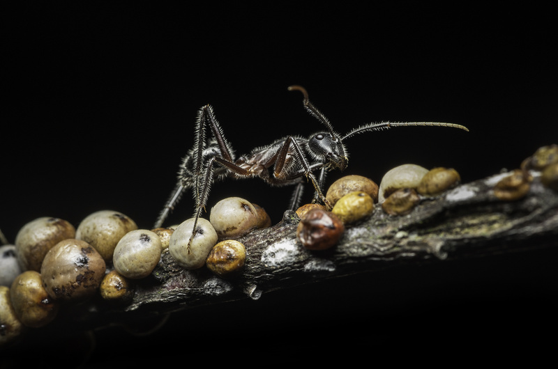 Bullant at guard - David Glazebrook on Fstoppers