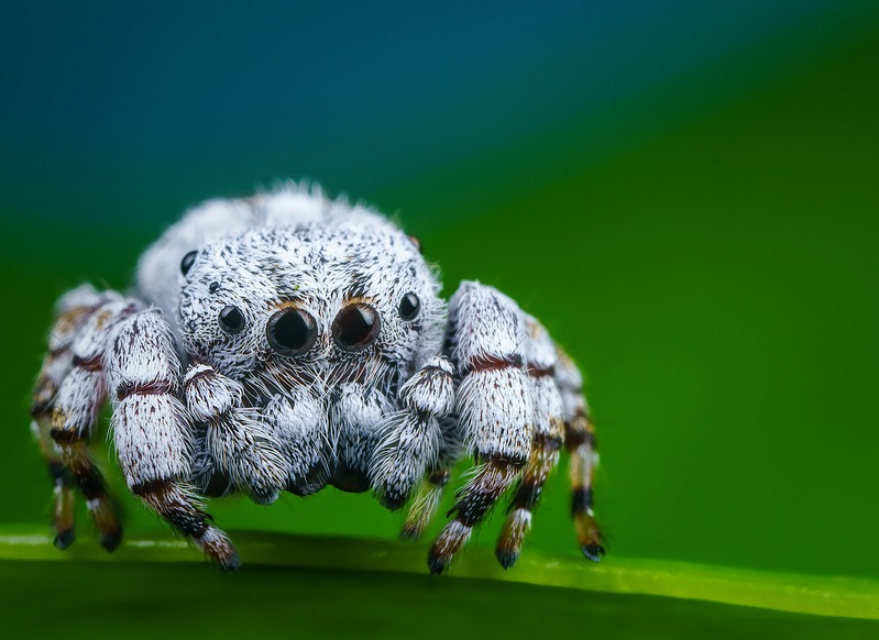 The Cutest Spider Ever! - Liza Rock on Fstoppers