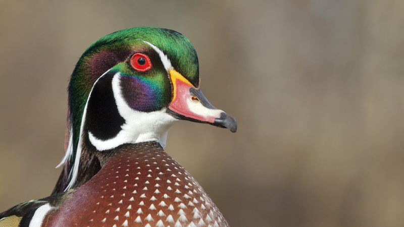 Wood Duck Drake Portrait - Tom Reichner on Fstoppers