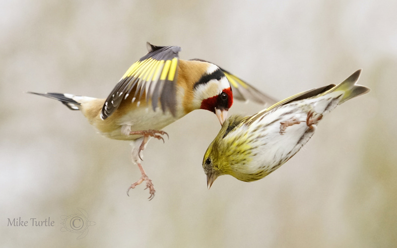 Another dispute - mike turtle on Fstoppers