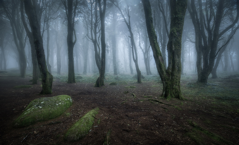 Cold Woods - Tiago Marques on Fstoppers