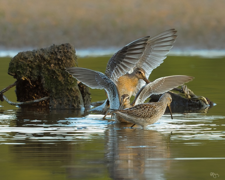 Dowitchers - Roy Gipson Young on Fstoppers