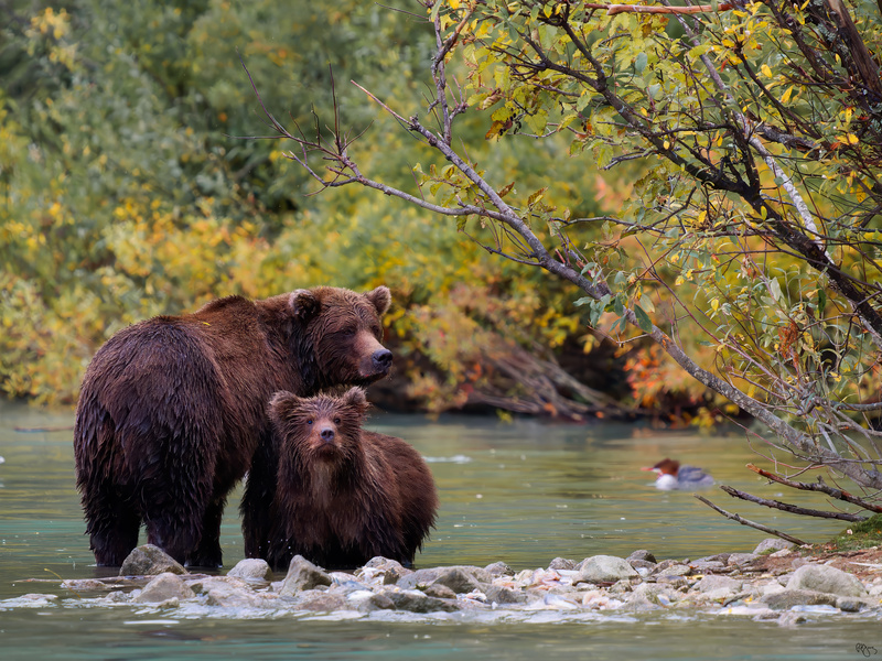 Brown Bear and Cub - Roy Gipson Young on Fstoppers