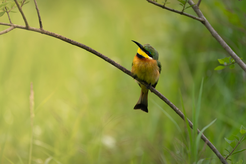 Mr Bee-Eater - Thomas McWilliam on Fstoppers